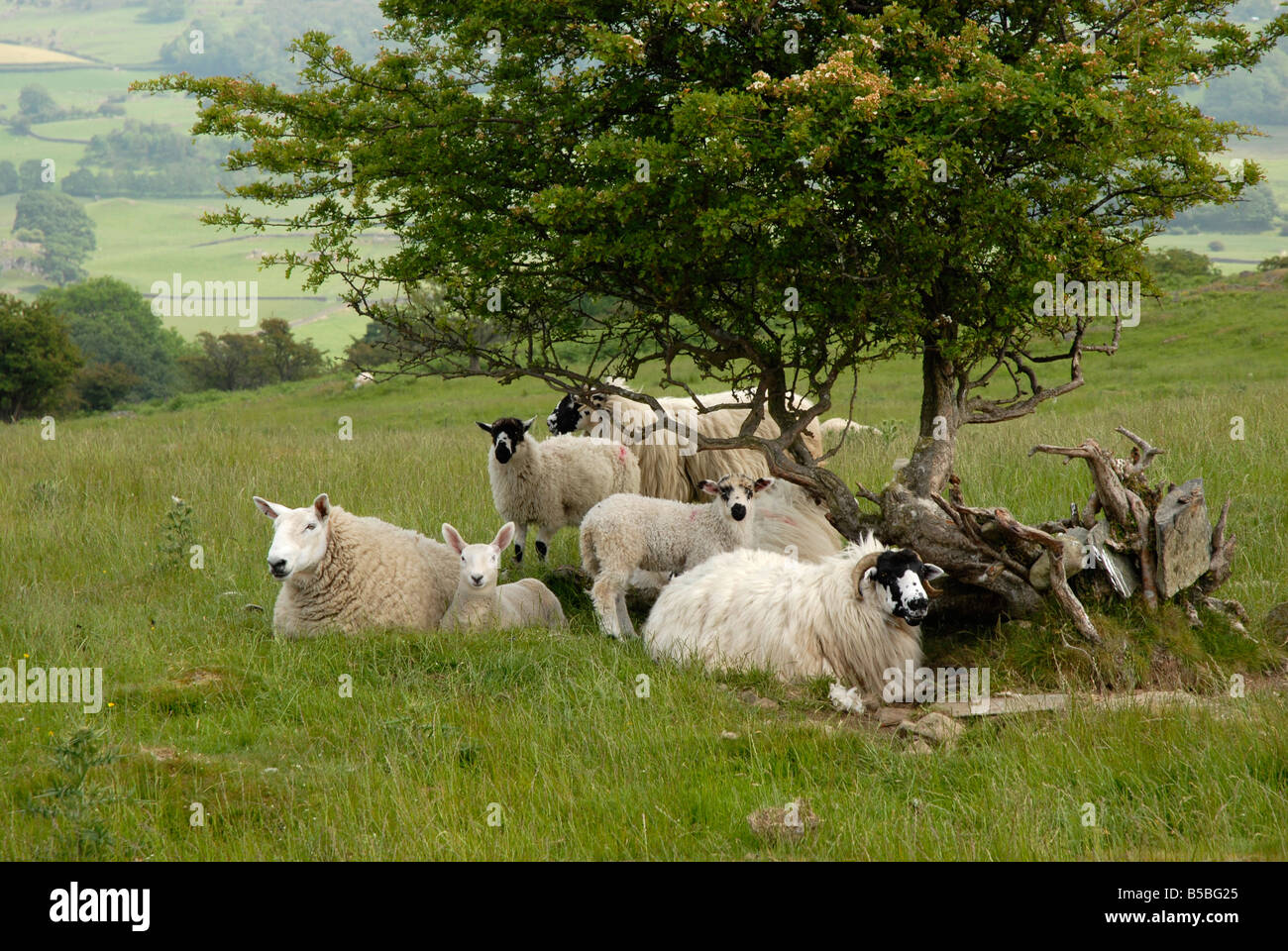 Sheep sheltering under a tree hi-res stock photography and images - Alamy