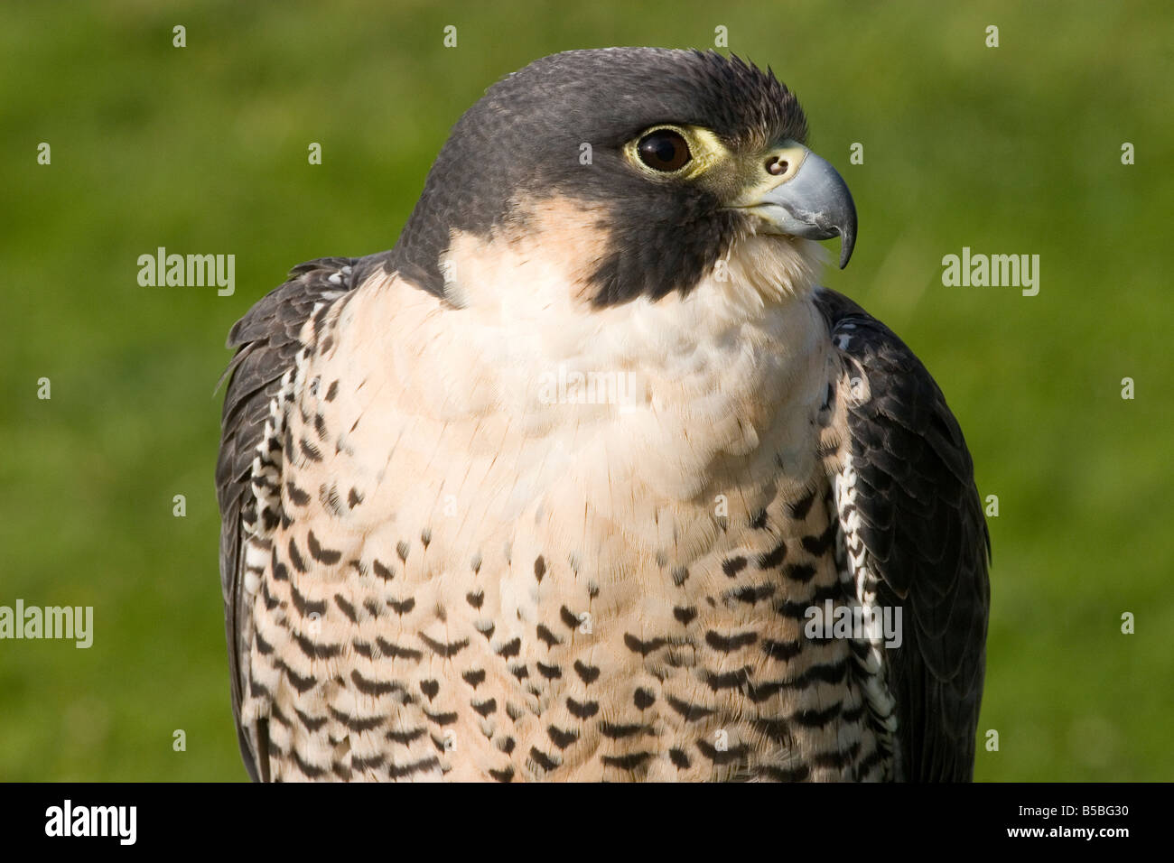 Bird nares hi-res stock photography and images - Alamy