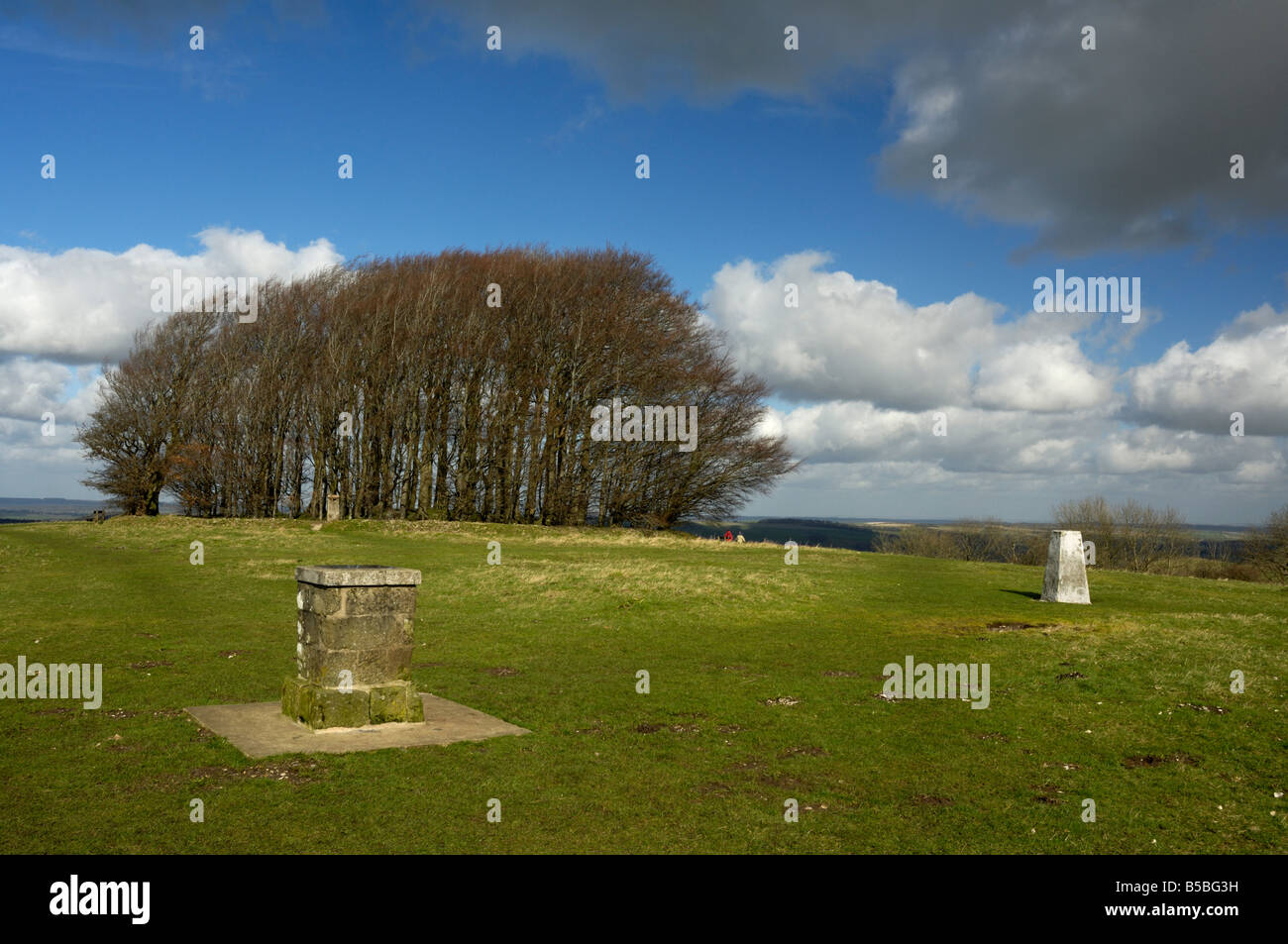 Small copse of beech trees on Win Green, with toposcope and trig point ...