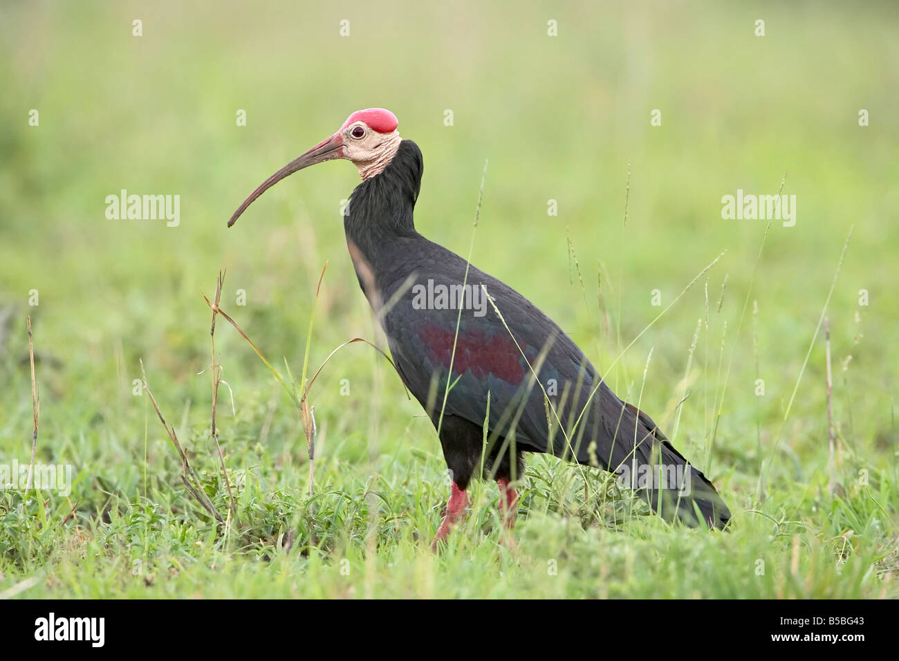 Southern bald ibis hi-res stock photography and images - Alamy