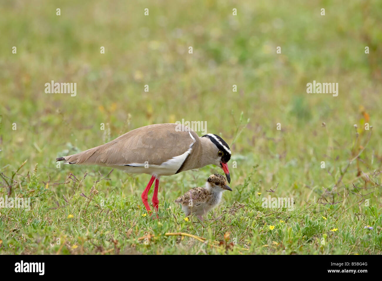 Crowned plover or crowned lapwing (Vanellus coronatus) adult teaching ...