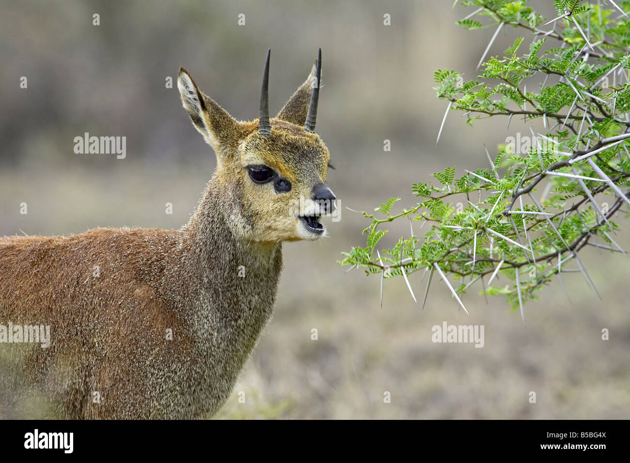 Male klipspringer (Oreotragus oreotragus) eating, Karoo National Park ...