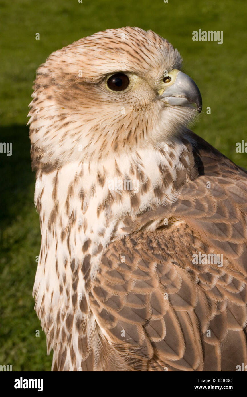 Saker Falcon, Falco cherug Stock Photo - Alamy