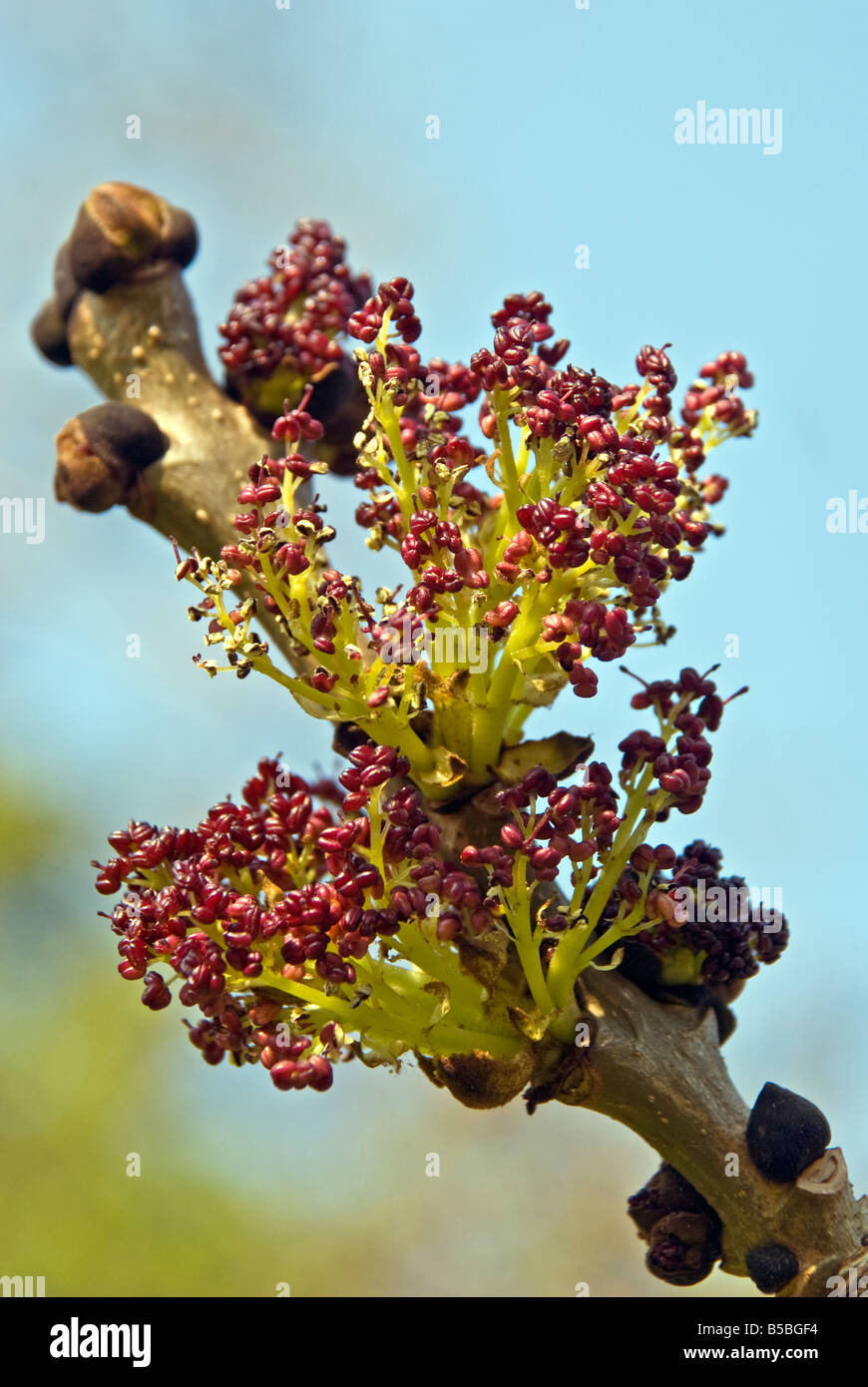Ash flowers portrait format in close up with blue sky background Stock ...