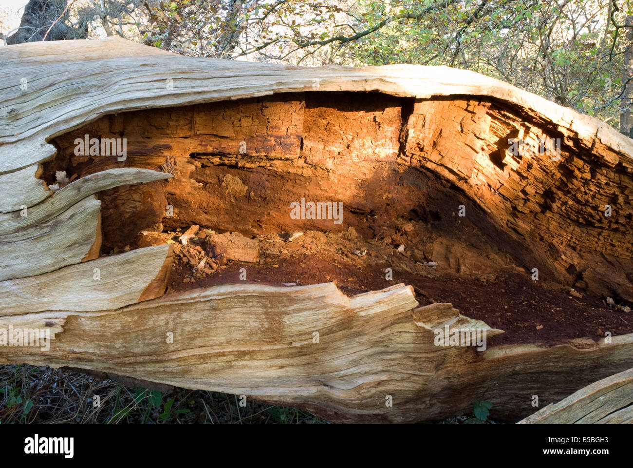 Rotting fallen ancient oak in Sherwood Forest Stock Photo - Alamy