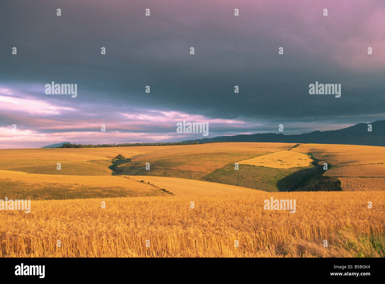 Overberg landscape South Africa A Evrard Stock Photo - Alamy