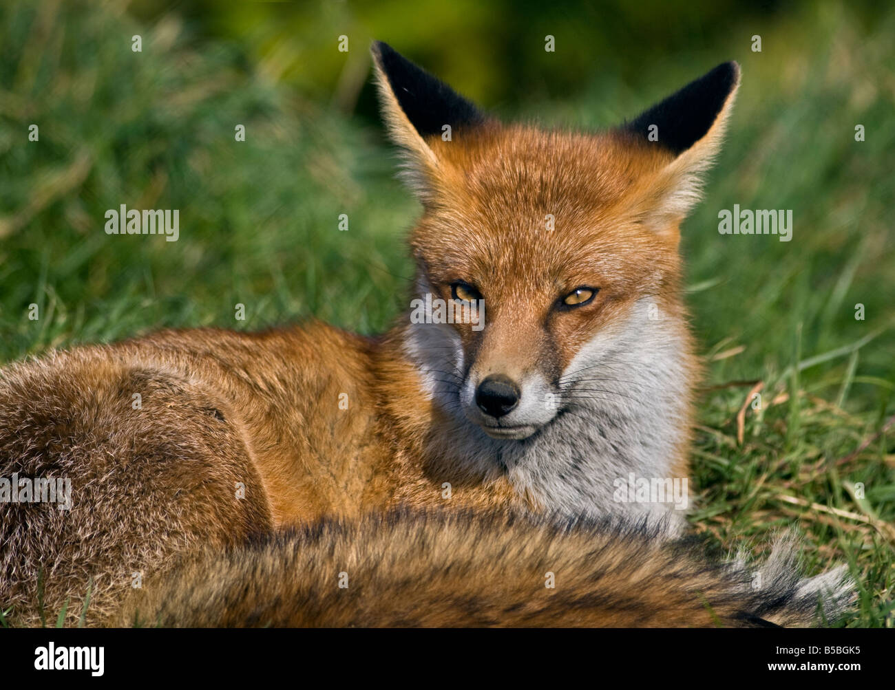 European Red Fox (Vulpes vulpes), UK Stock Photo - Alamy