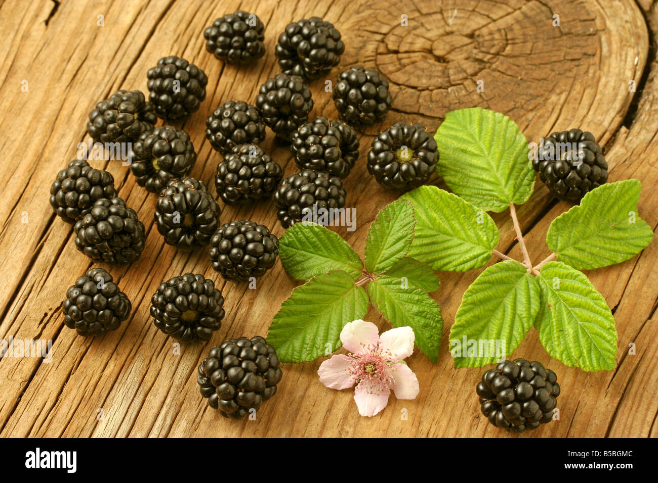 Blackberries Rubus fruticosus Stock Photo - Alamy