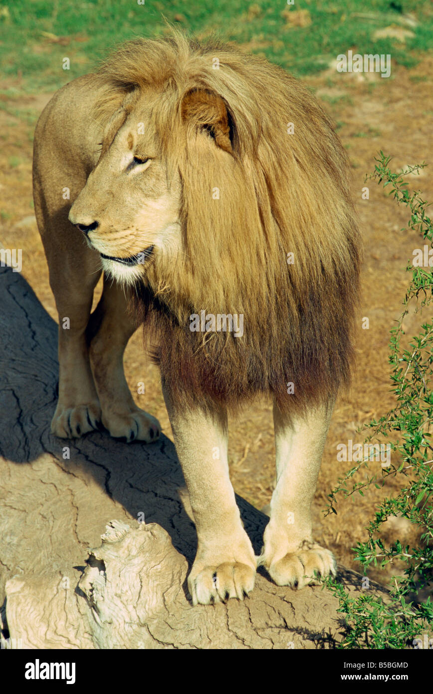 Cango wildlife hi-res stock photography and images - Alamy