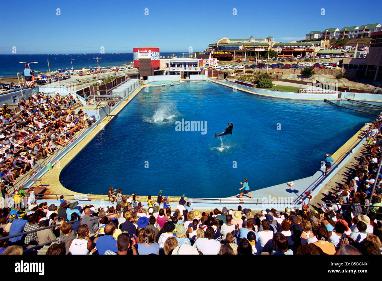 Dolphins show Oceanarium South Africa A Evrard Stock Photo - Alamy