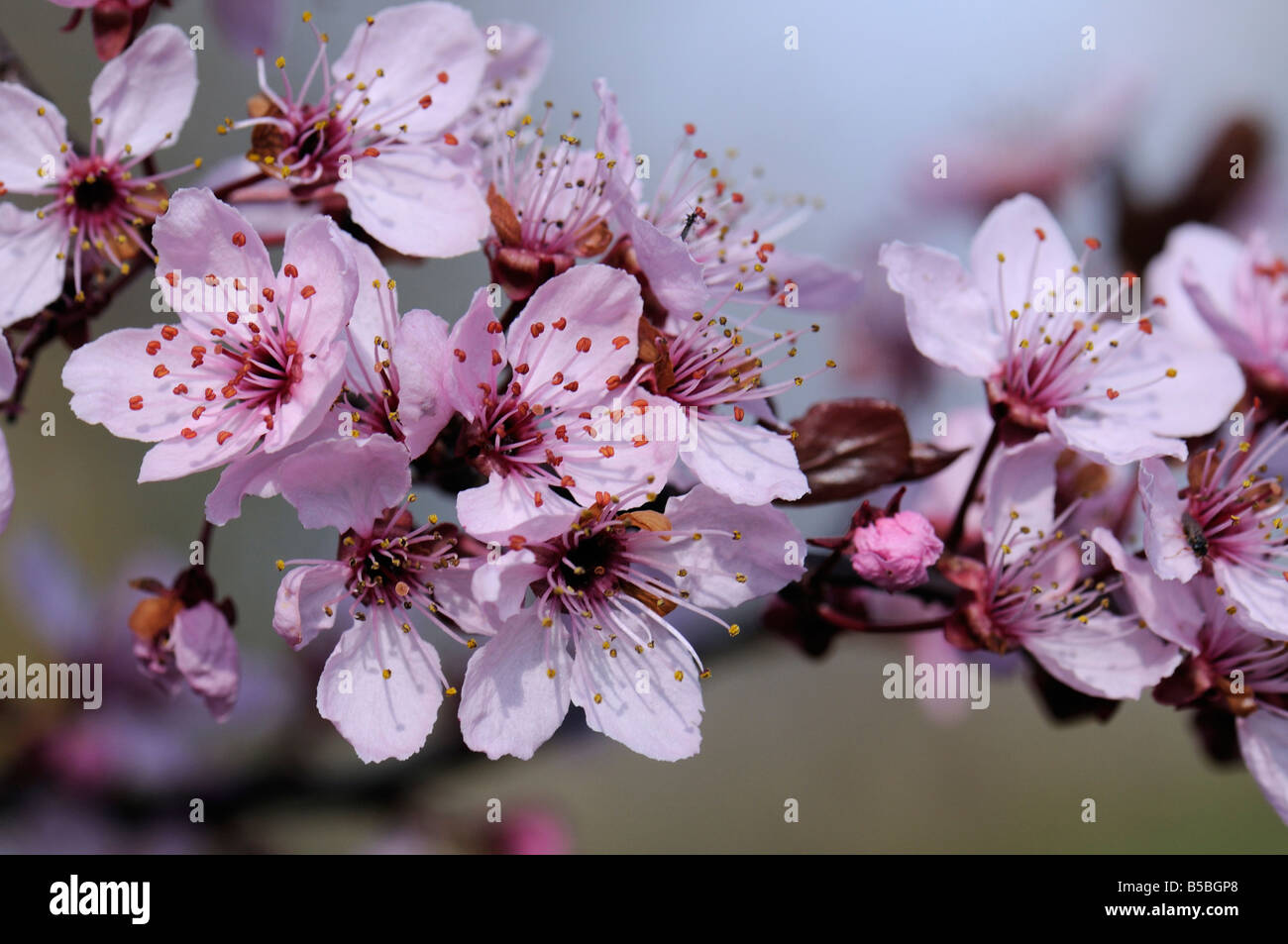 Prunus cerasifera nigra hi-res stock photography and images - Alamy
