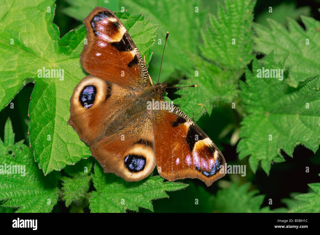 Nettles butterfly hi-res stock photography and images - Alamy