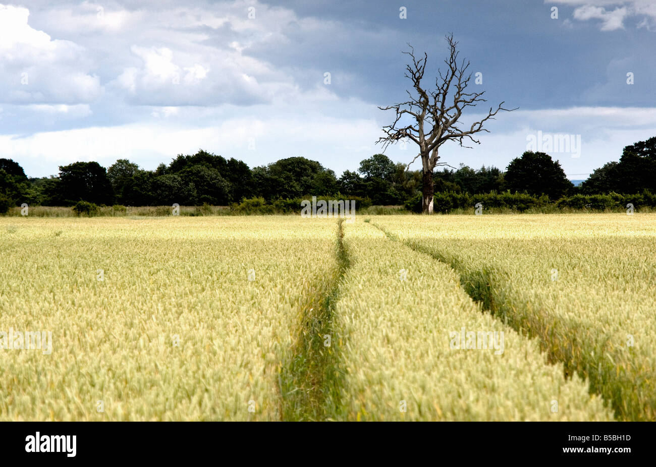 Wheat field, North Yorkshire, England Stock Photo - Alamy