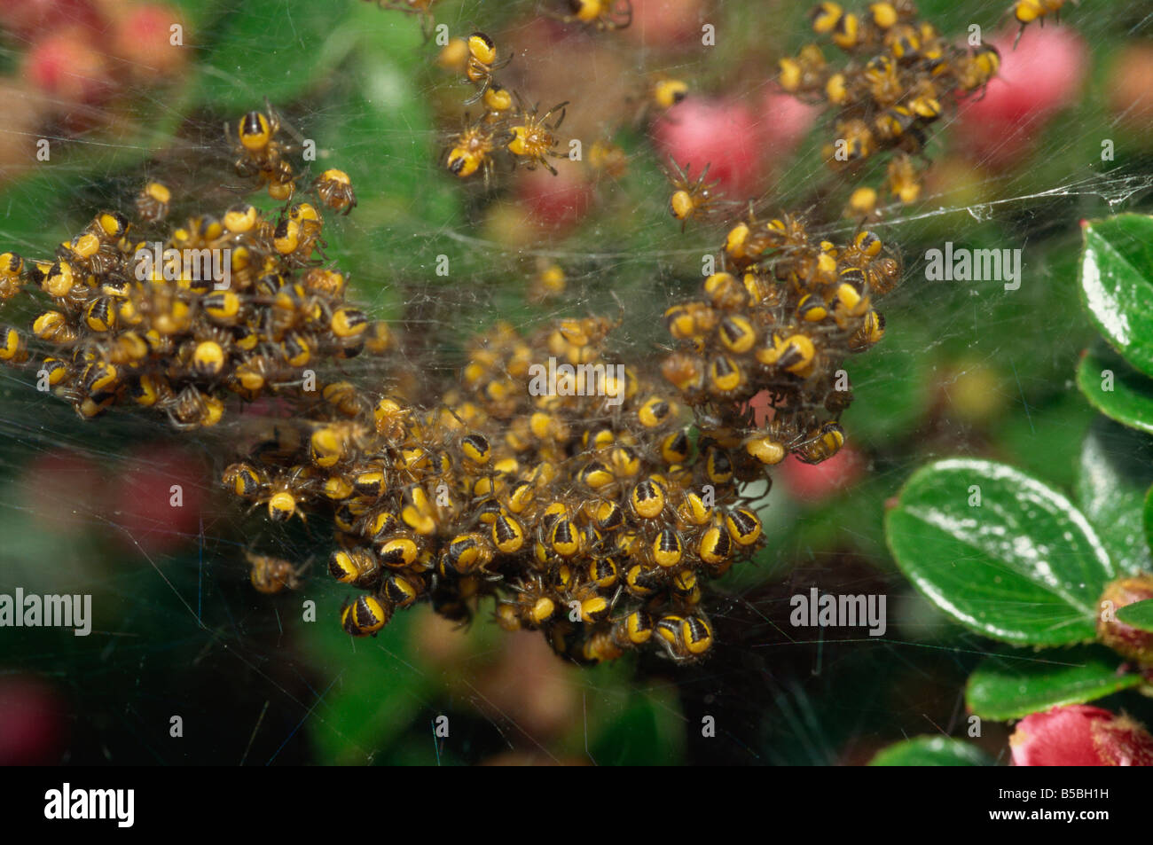 Spiderlings in nest of garden spider Araneus diadematus England United ...