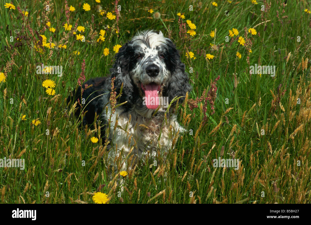 Cocker spaniel in a wild flower meadow England United Kingdom Europe ...