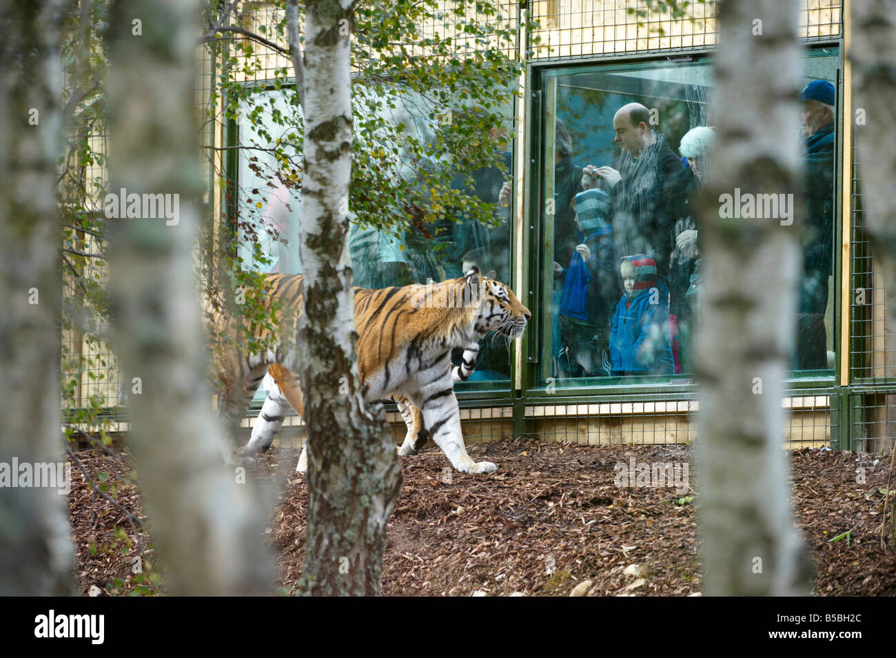 Highland tiger scotland uk hi-res stock photography and images - Alamy
