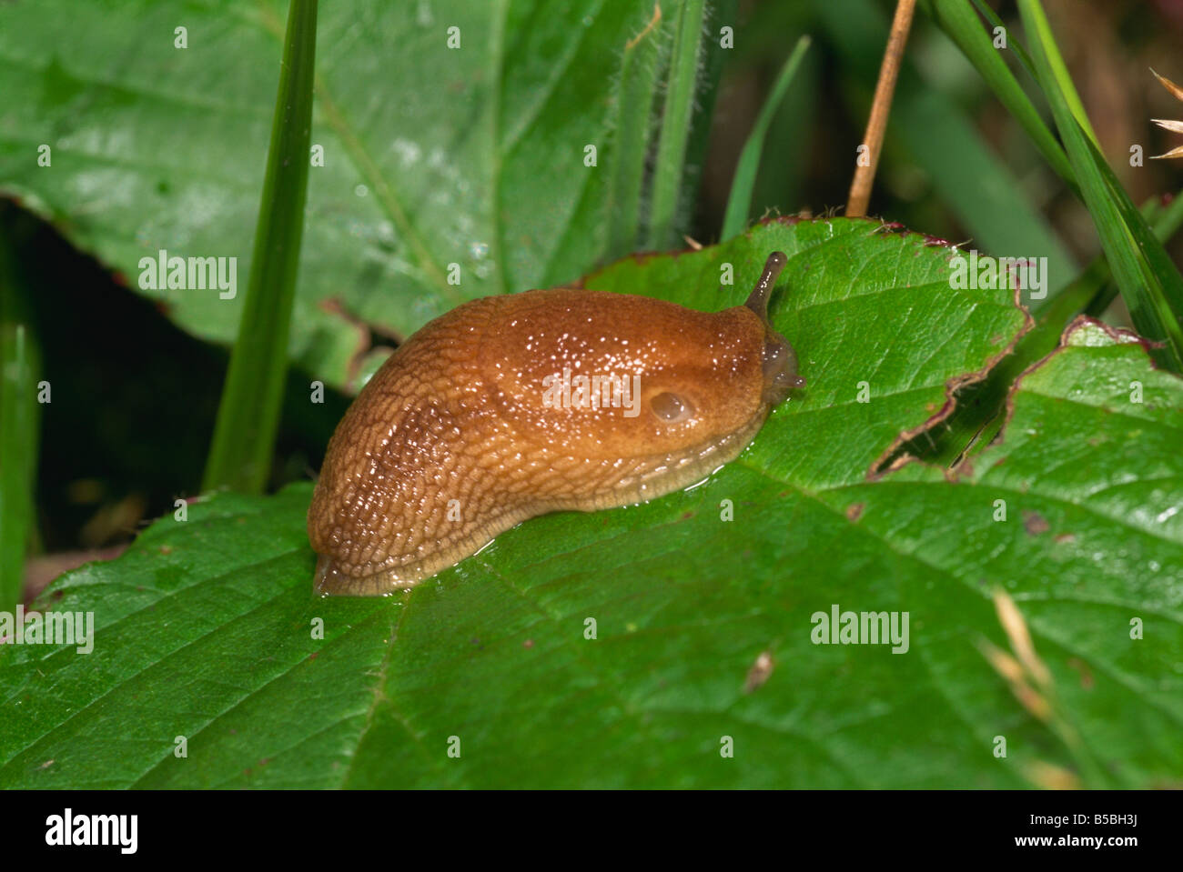 Garden slug Arion hortensis Devon England United Kingdom Europe Stock ...