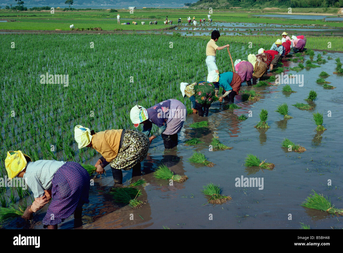 Line of women planting rice in flooded paddy fields on Wando Island ...