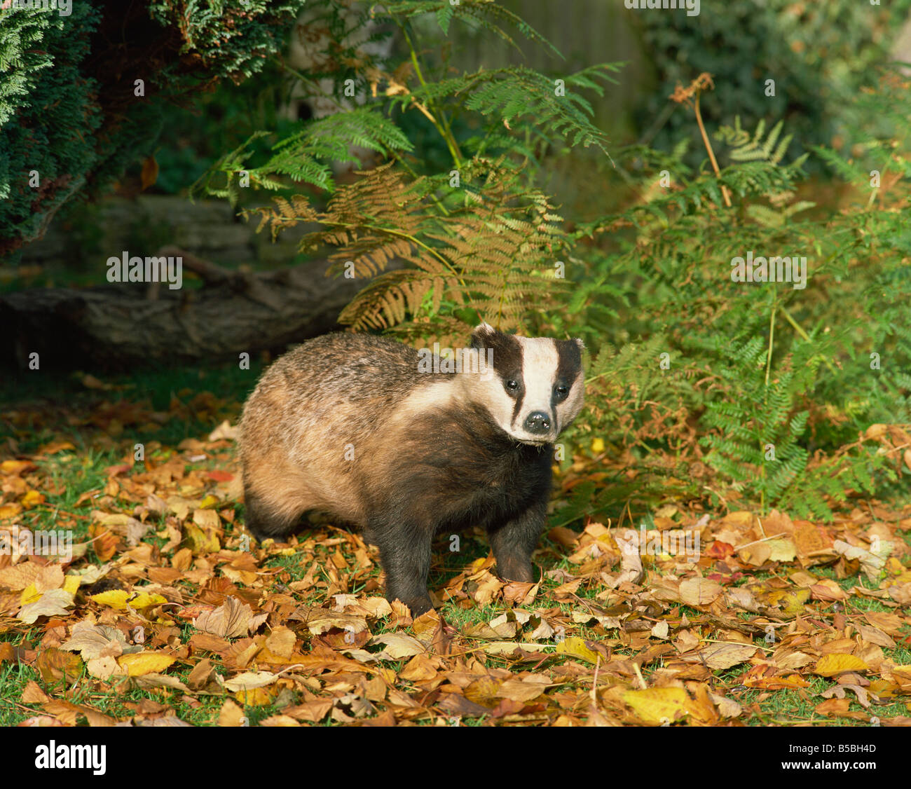 Badger meles meles hi-res stock photography and images - Alamy