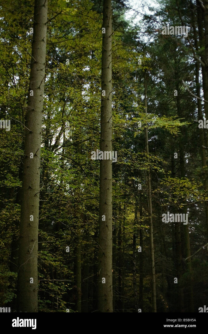 Tree trees wood hi-res stock photography and images - Alamy