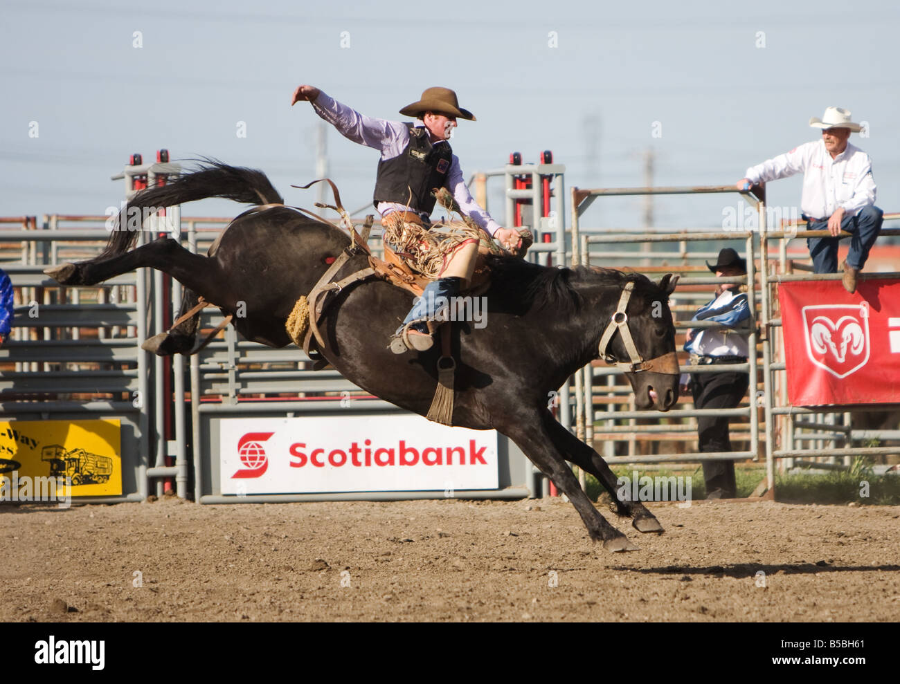 Saddle bronc horse bucking during competition at an outdoor rodeo Stock ...