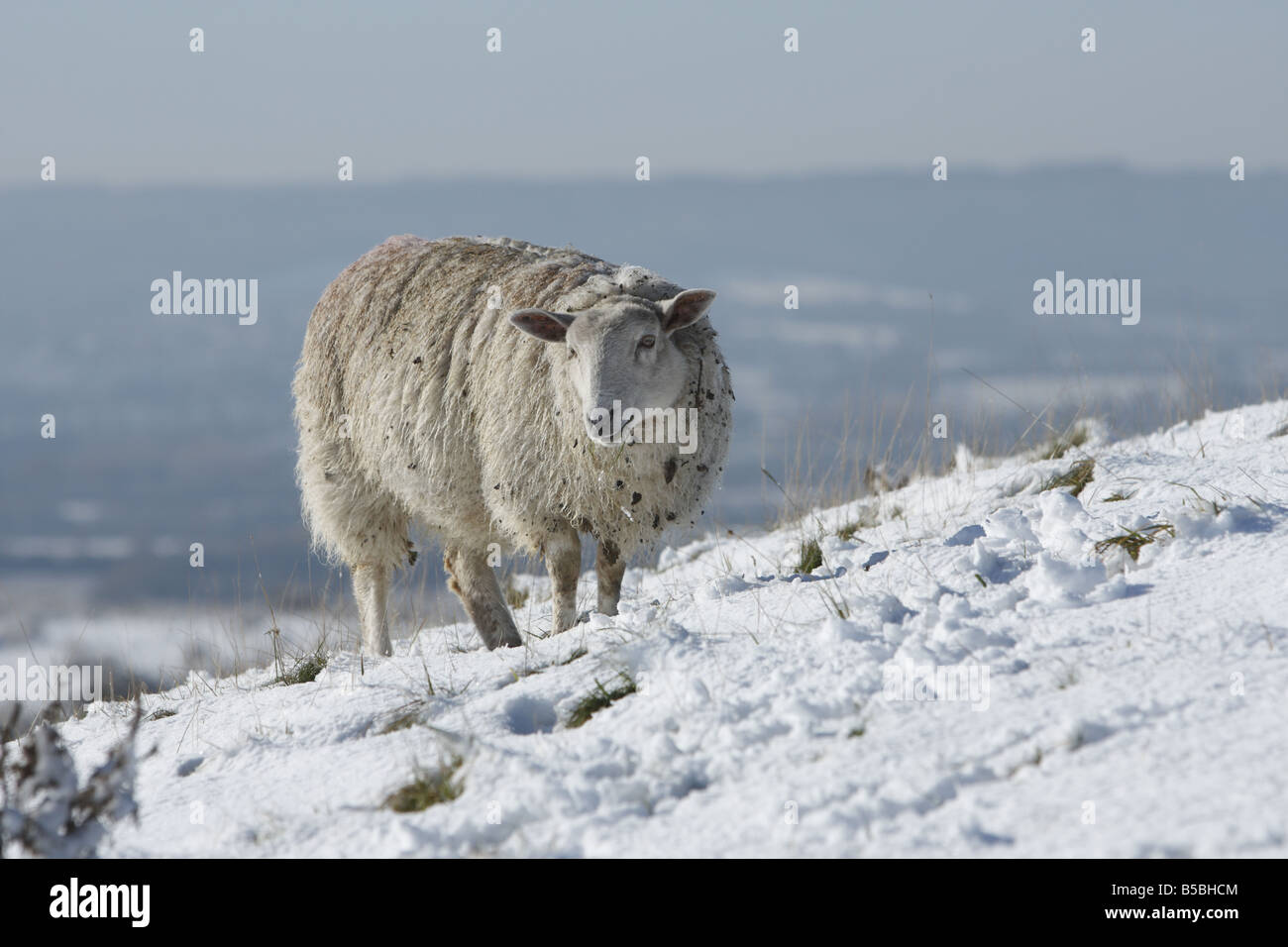 Sheep eating in snowy field hi-res stock photography and images - Alamy