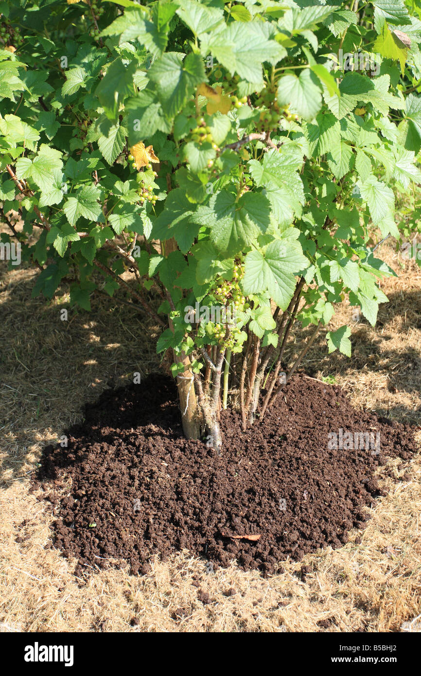 USING COMPOST AS A MULCH ROUND BLACK CURRENT BUSHES Stock Photo - Alamy