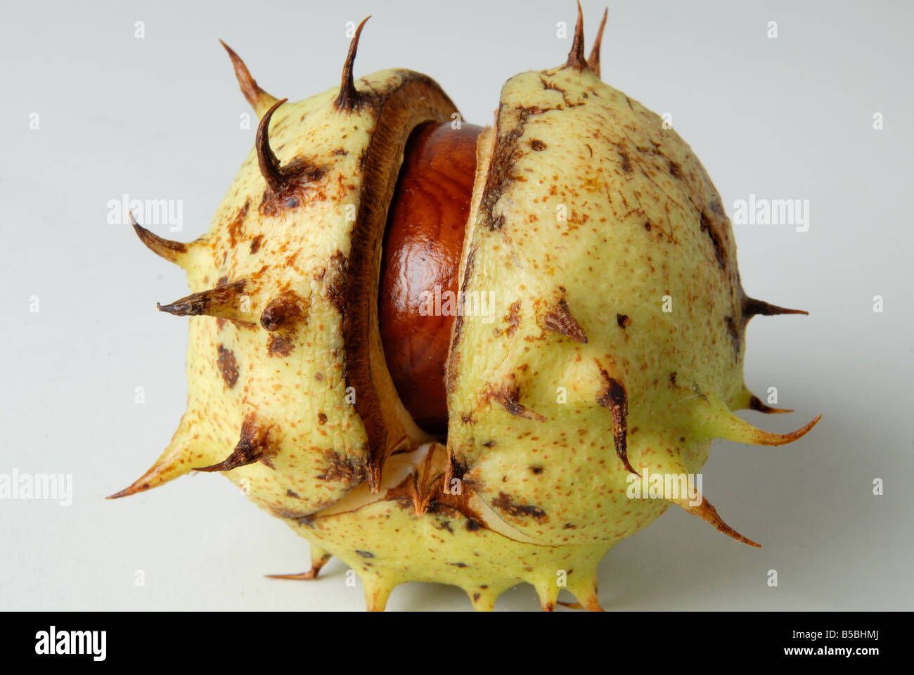 A horse chestnut in it's shell Stock Photo - Alamy