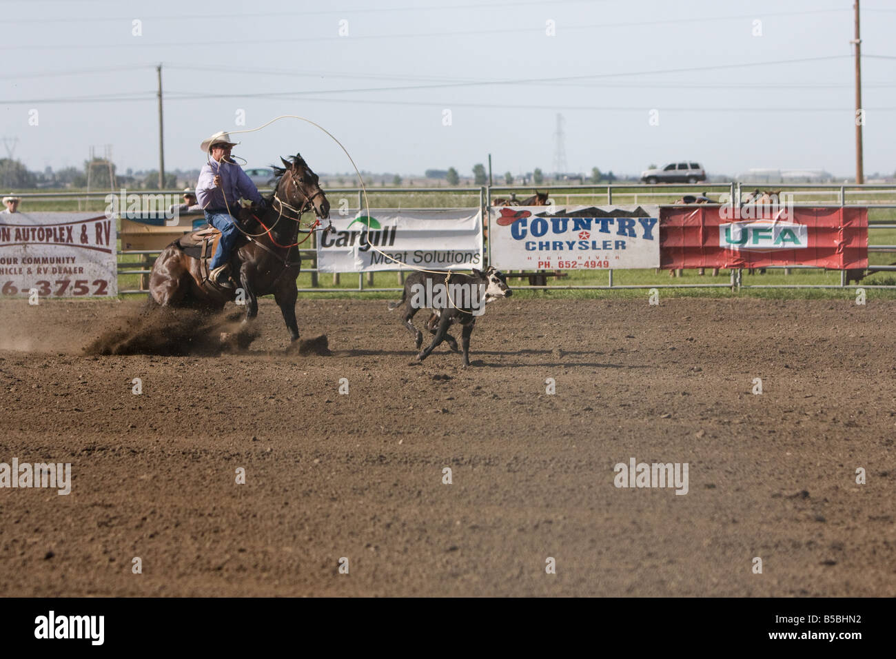 Rodeo steers hi-res stock photography and images - Alamy