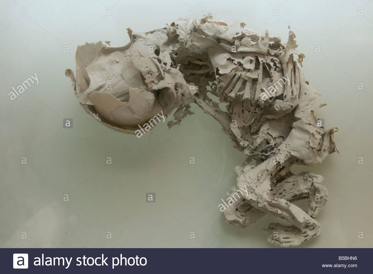 Mummified Body High Resolution Stock Photography and Images - Alamy