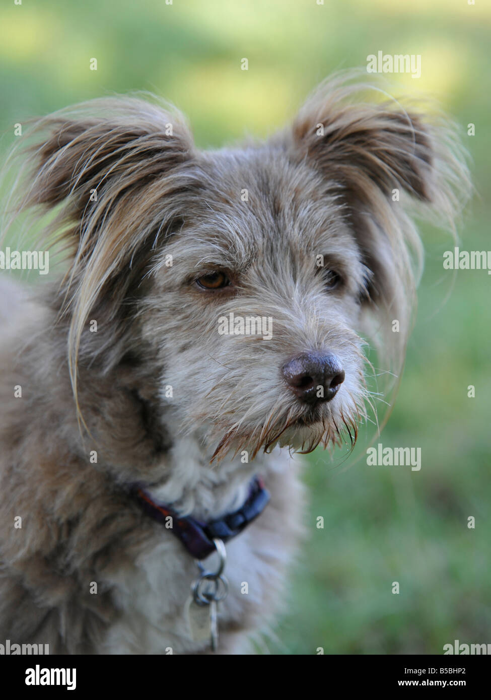 Cute, fluffy, unusual k9 dog in relaxed pose with adorable fluffy ears ...