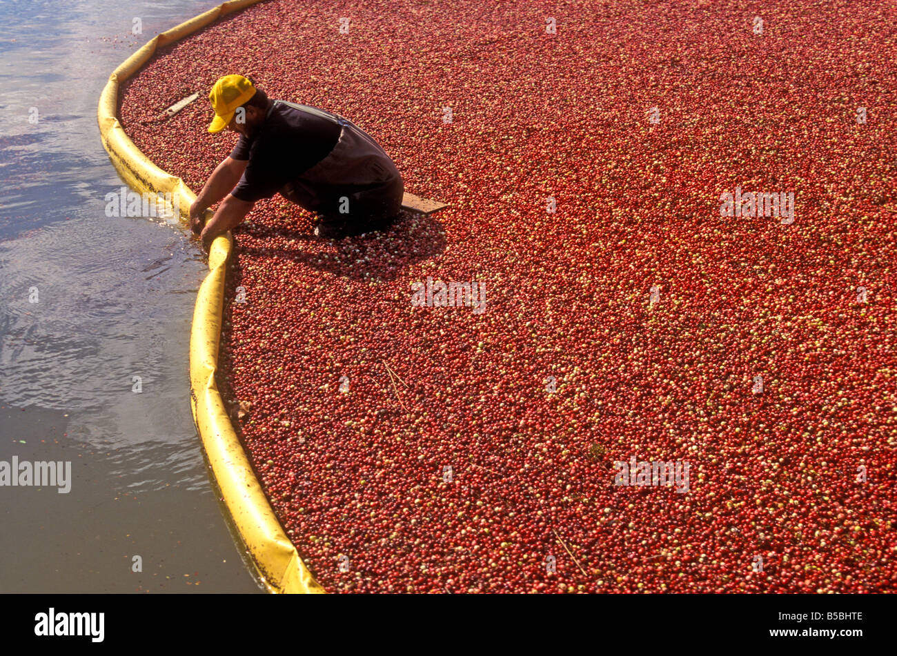 cranberry harvest Pine barrens New Jersey Stock Photo - Alamy