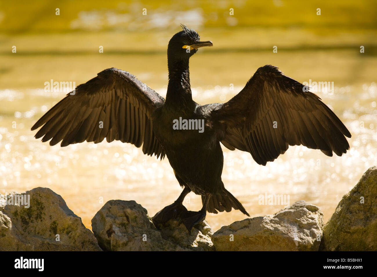 Shag Bird Silhouette Stock Photo - Alamy