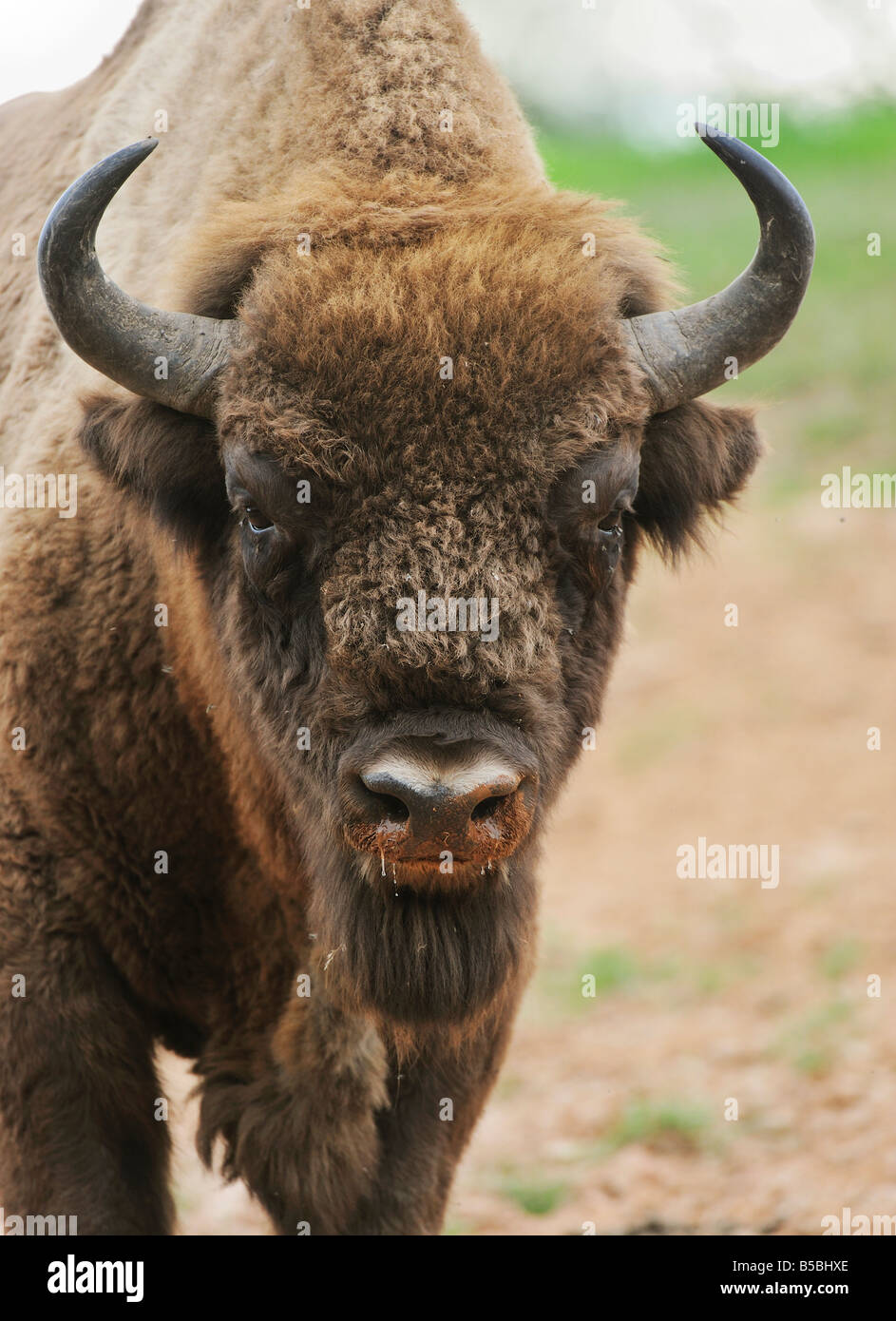 Bison, Buffalo Portrait Stock Photo - Alamy