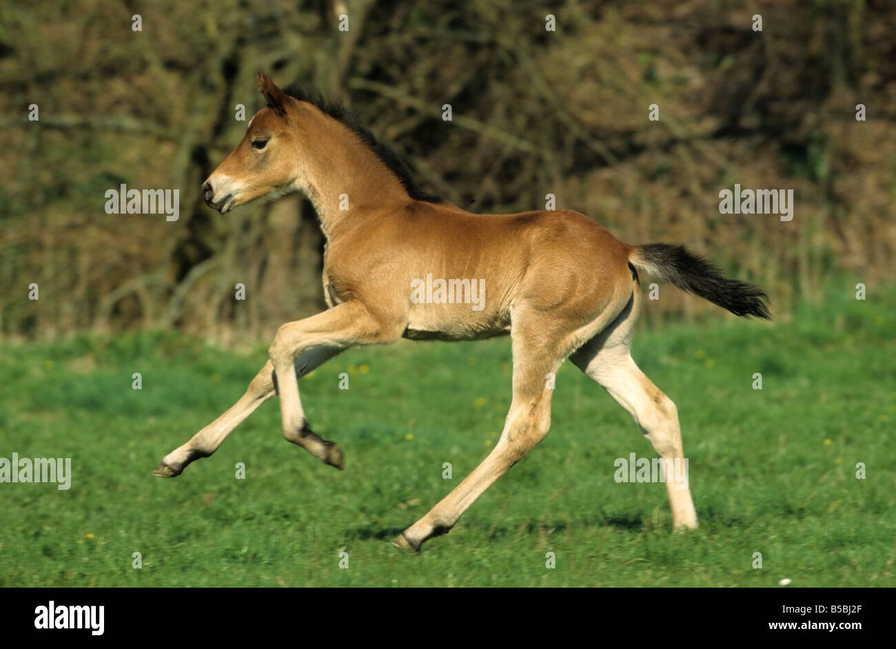 Horse foal pony gallop running hi-res stock photography and images - Alamy
