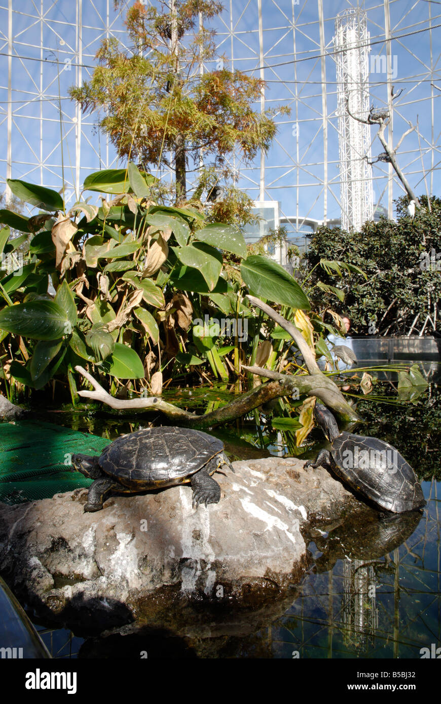 Inside the Aviary, Oceanografic, Valencia, Spain, Europe Stock Photo ...