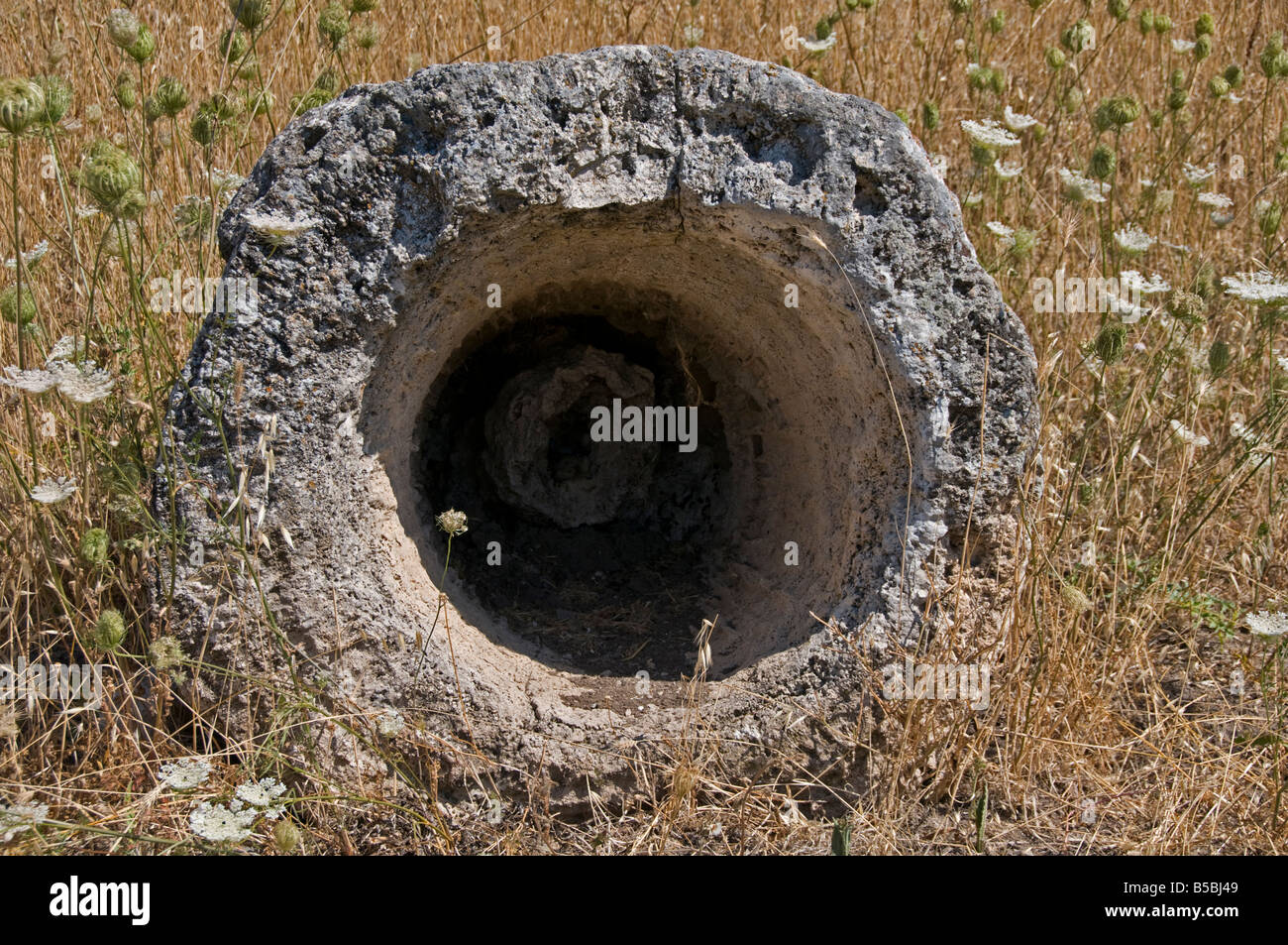 Petrified forest fossil hi-res stock photography and images - Alamy