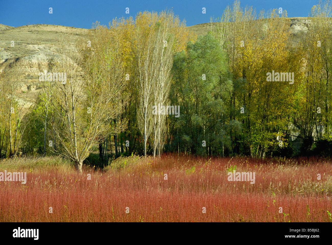 Reed basket hi-res stock photography and images - Alamy
