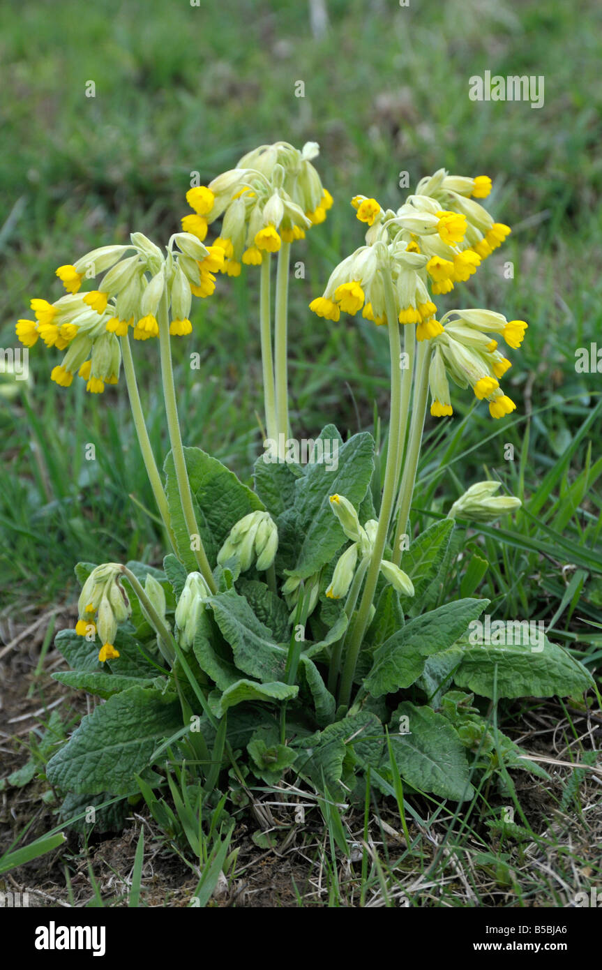 Cowslip (Primula veris, Primula officinalis) flowering plant Stock ...