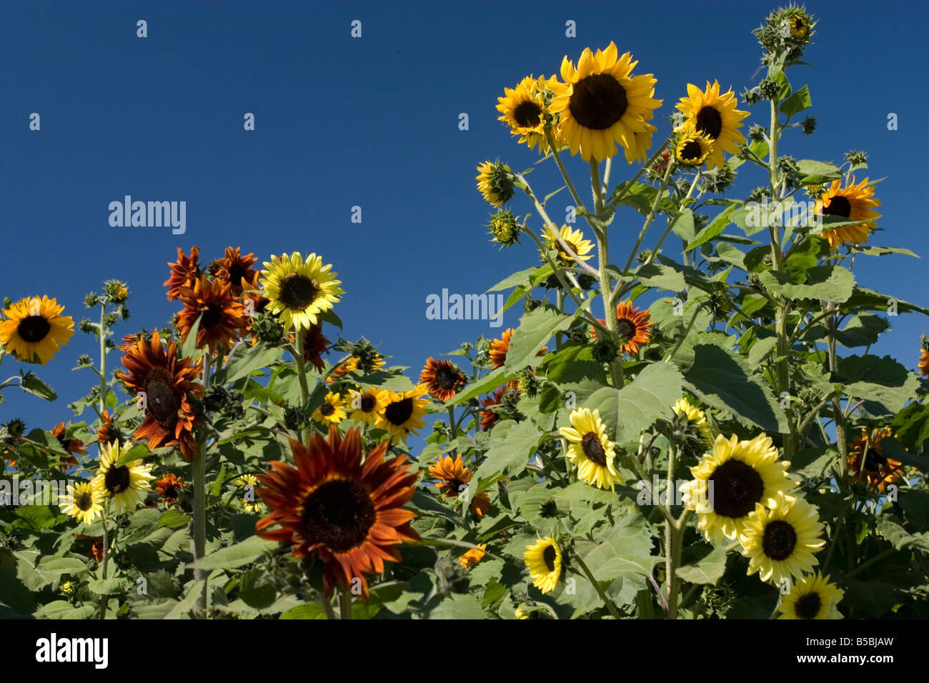 Planting sunflowers hi-res stock photography and images - Alamy