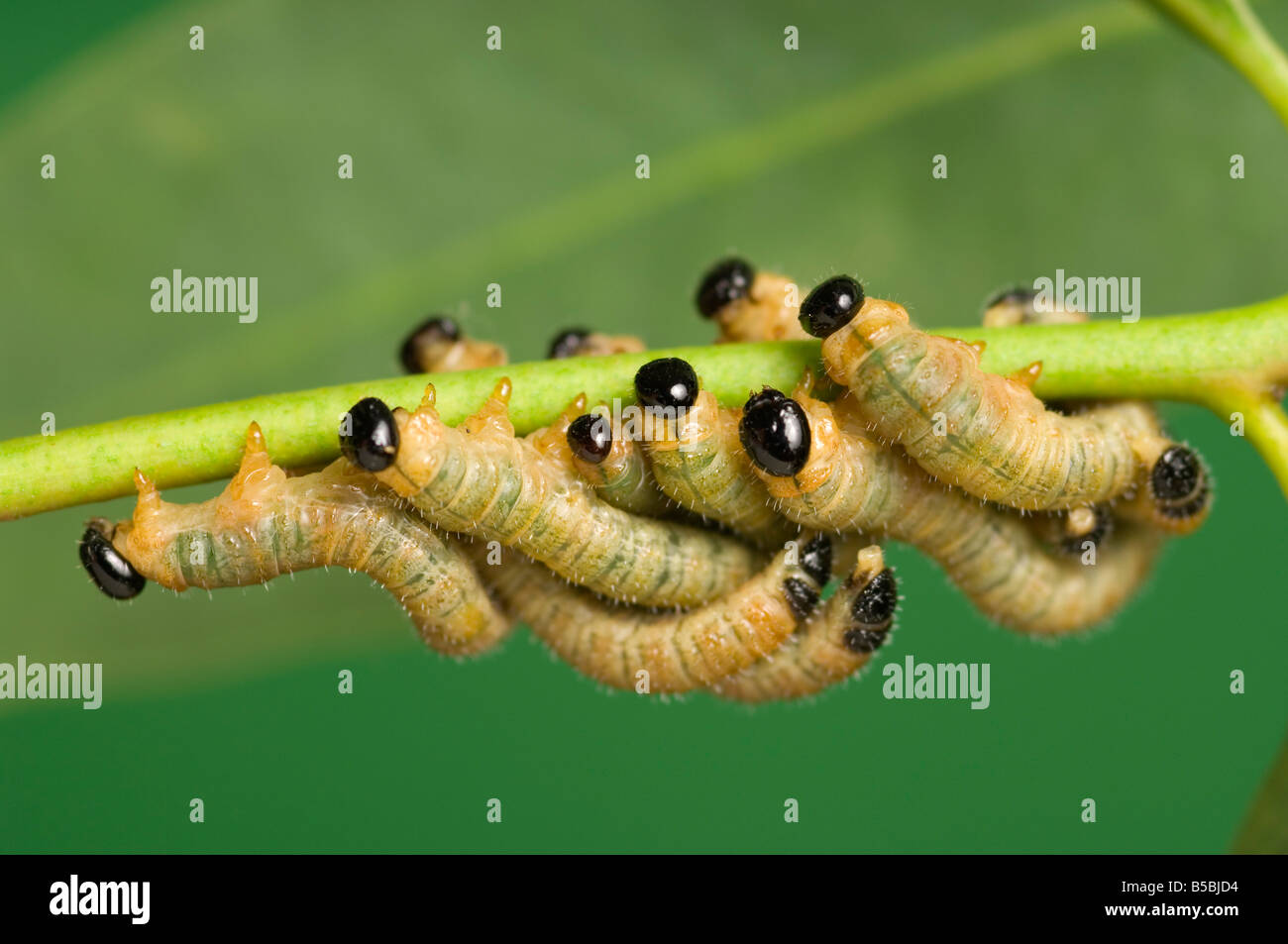 Pergidae hi-res stock photography and images - Alamy