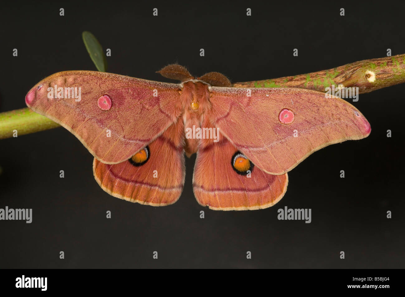 Emperor moth hi-res stock photography and images - Alamy