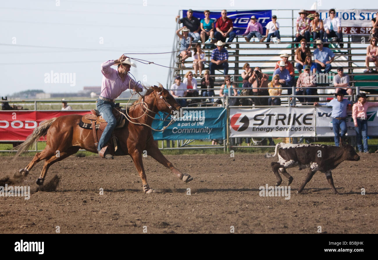 A cowboy chasing a calf in the calf roping contest at a rodeo Stock ...