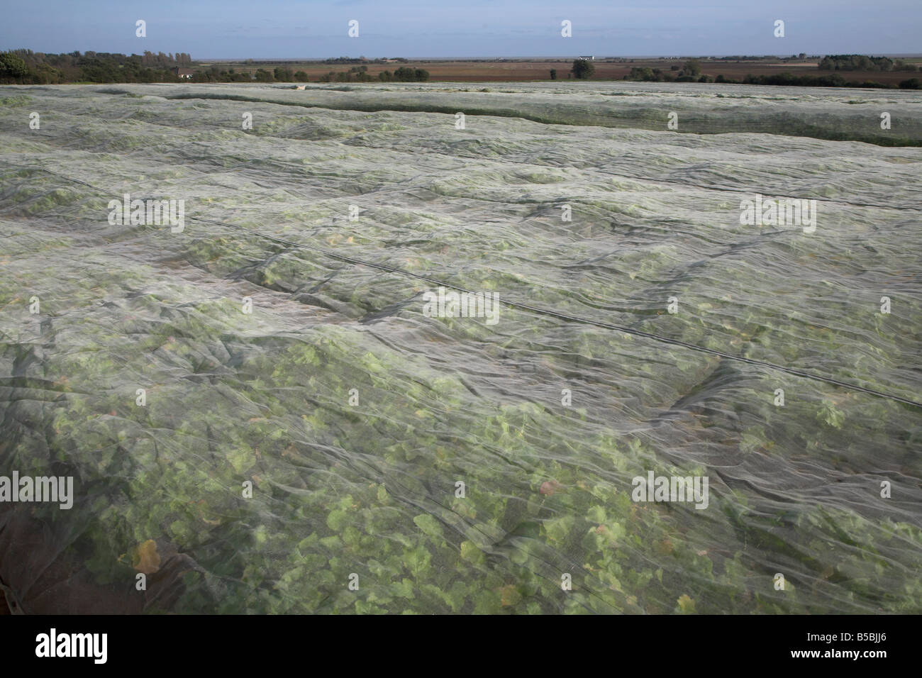 Vegetable netting hi-res stock photography and images - Alamy