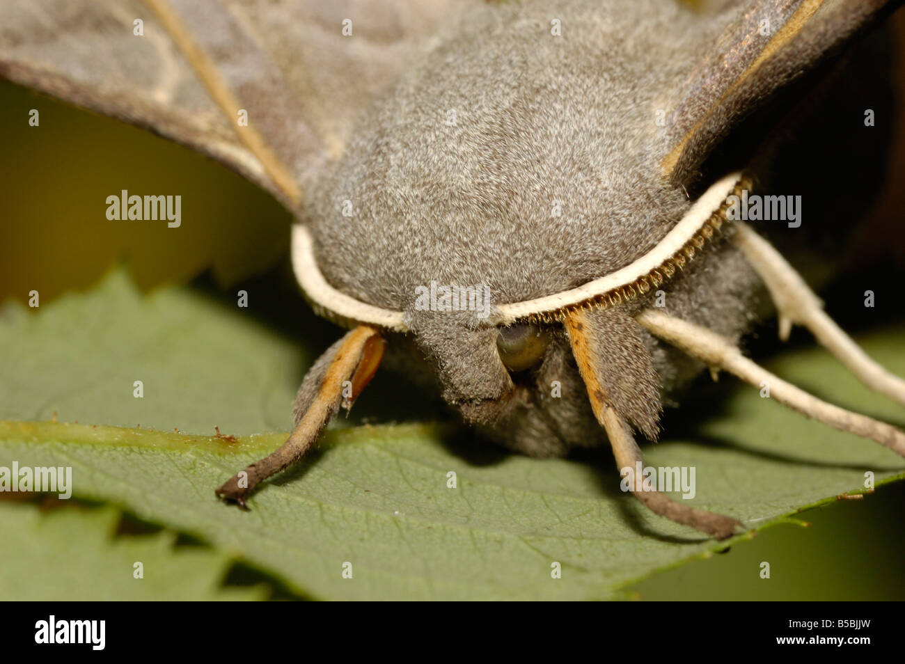 Poplar Hawk Moth Stock Photo - Alamy