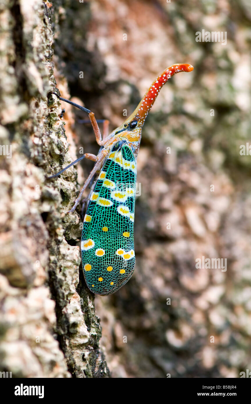 Pyrops candelaria hi-res stock photography and images - Alamy