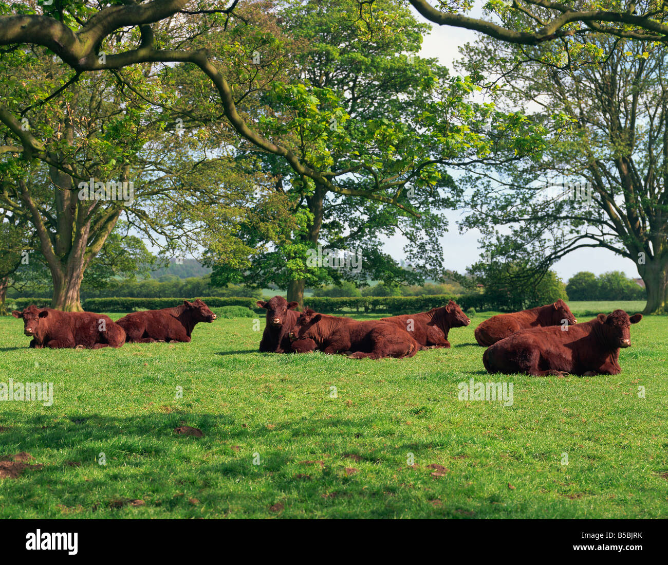 Lincoln red hi-res stock photography and images - Alamy