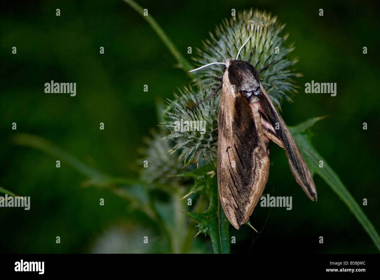 privet hawk moth resting on thistle Stock Photo - Alamy
