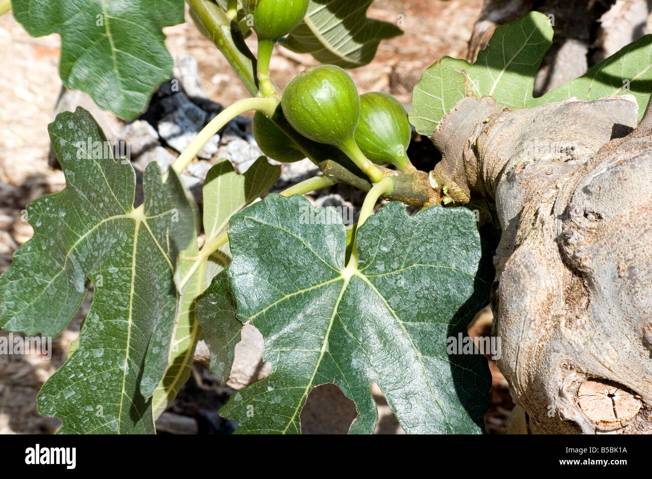Fig tree fruit orchard hi-res stock photography and images - Alamy