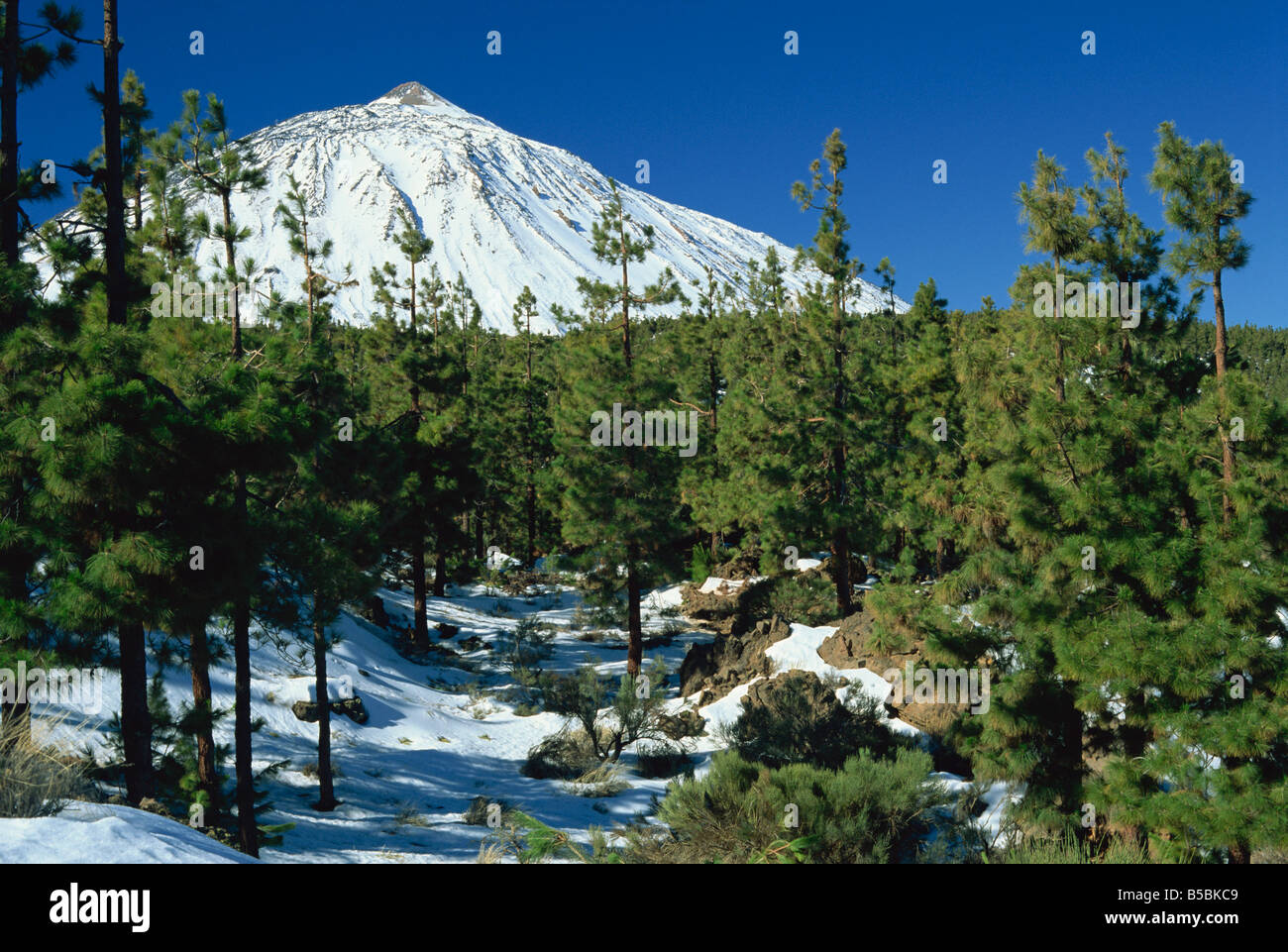 Pine trees below the snow covered Mount Teide in winter on Tenerife ...